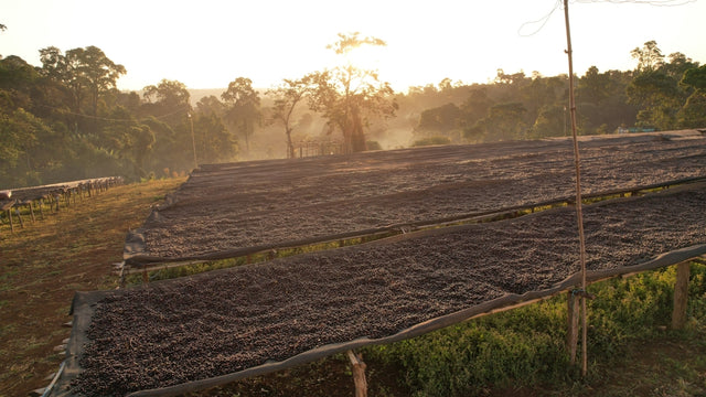 Ethiopian Hambella Speciality 100% Arabica Coffee Beans, 500g bag – A1 ...